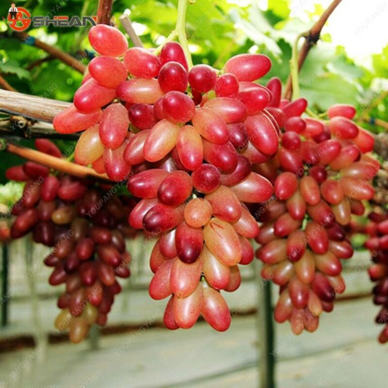 100pcs Dwarf Tree Fruit Seeds OutletTrends.com Free Shipping Up to 70% OFF