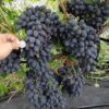 100pcs Dwarf Tree Fruit Seeds OutletTrends.com Free Shipping Up to 70% OFF