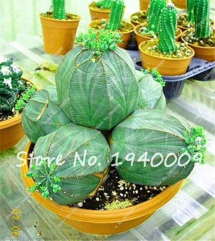 200pcs Succulent Cactus Seeds Mix OutletTrends.com Free Shipping Up to ...