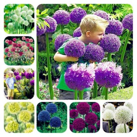 100 Giant Allium Seeds Bulk Pack OutletTrends.com Free Shipping Up to ...