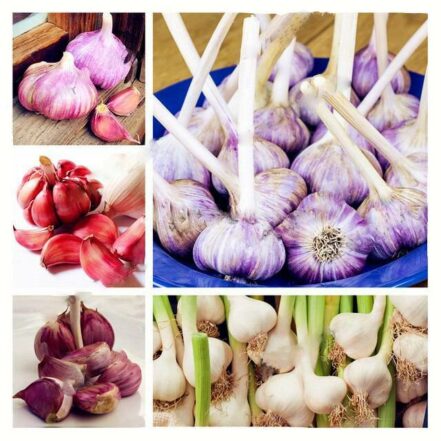 Organic Garlic Seeds 100pcs OutletTrends.com Free Shipping Up to 70% OFF