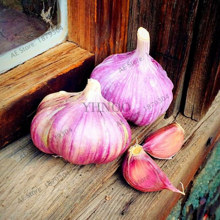 Organic Garlic Seeds 100pcs OutletTrends.com Free Shipping Up to 70% OFF