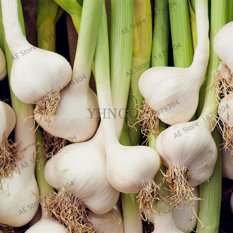 Organic Garlic Seeds 100pcs OutletTrends.com Free Shipping Up to 70% OFF