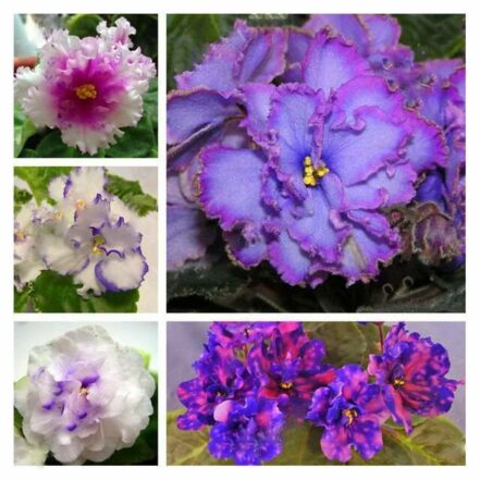 African Violet Seeds 24 Colors 200pcs OutletTrends.com Free Shipping Up ...