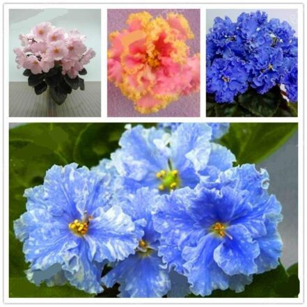 African Violet Seeds 24 Colors 200pcs OutletTrends.com Free Shipping Up ...