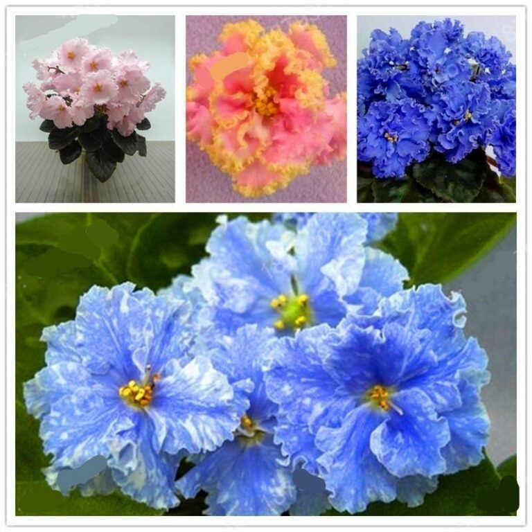 African Violet Seeds 24 Colors 200pcs OutletTrends.com Free Shipping Up ...