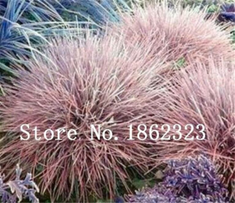 200 Pcs Blue Fescue Grass Seeds Free Shipping Up To 70 Off
