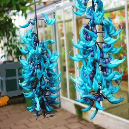 10PCS Blue Jade Vine Seeds OutletTrends.com Free Shipping Up to 70% OFF