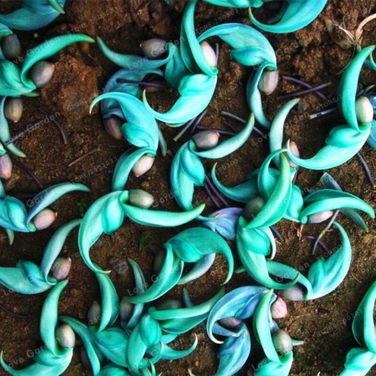 10PCS Blue Jade Vine Seeds OutletTrends.com Free Shipping Up to 70% OFF